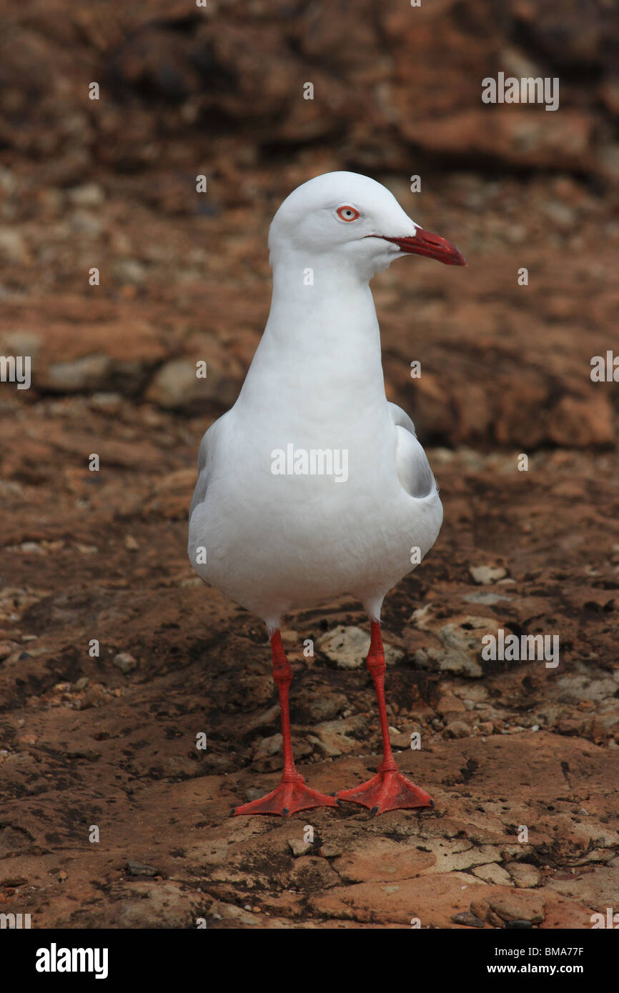 SEAGULL STANDING ON ROCKS BD Stock Photo - Alamy