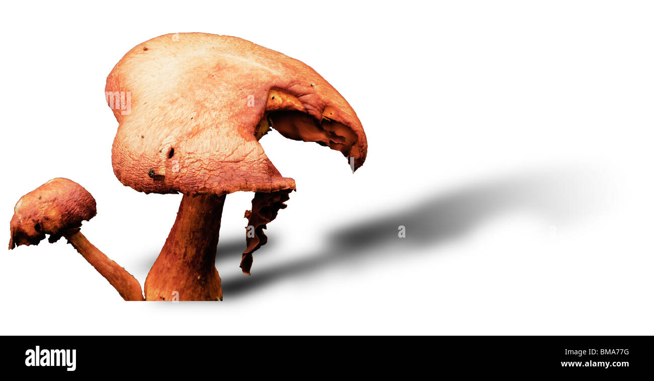 A Toadstool isolated on white with a drop shadow and room for text ...