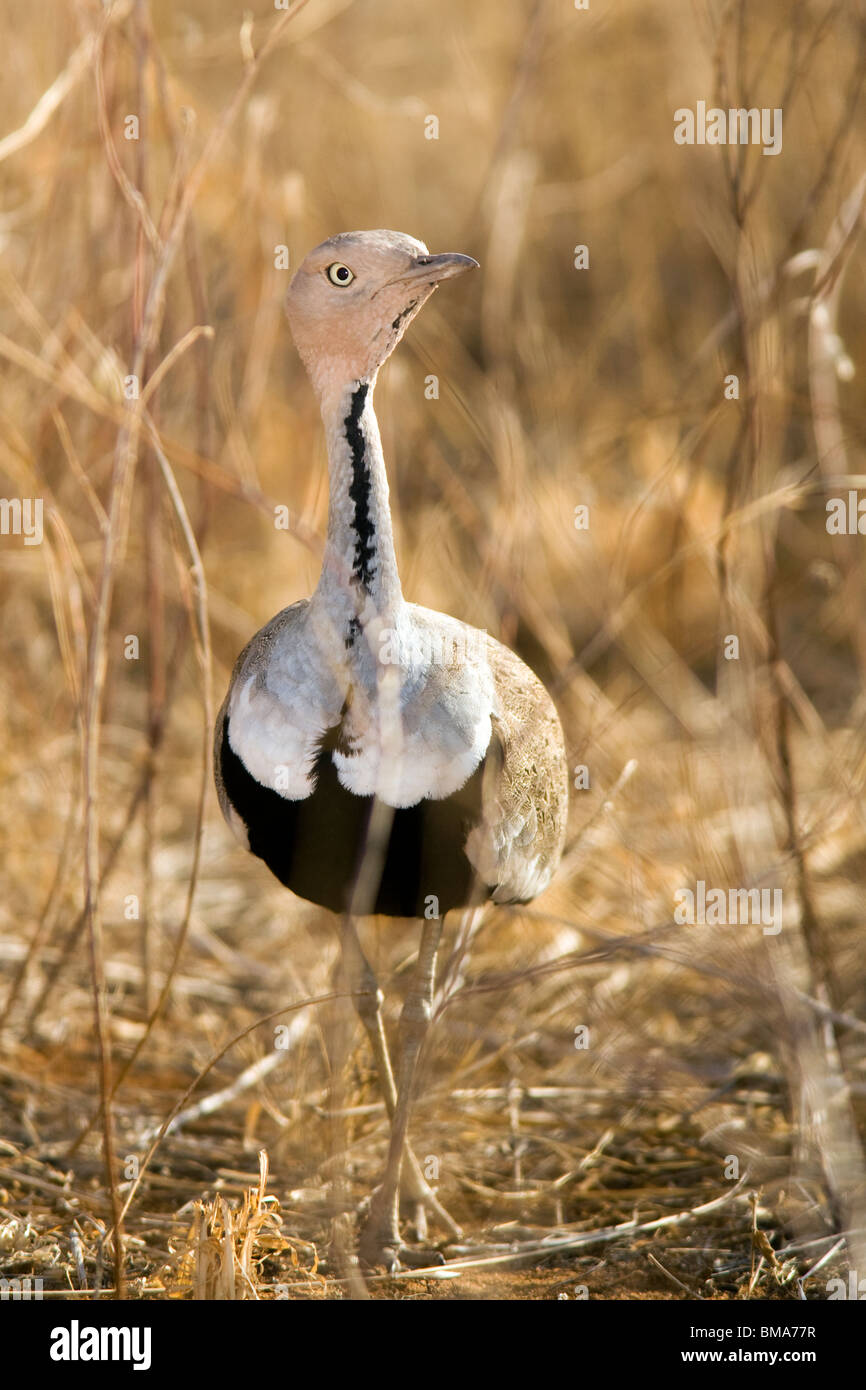 Buff-crested Bustard - Samburu National Reserve, Kenya Stock Photo - Alamy
