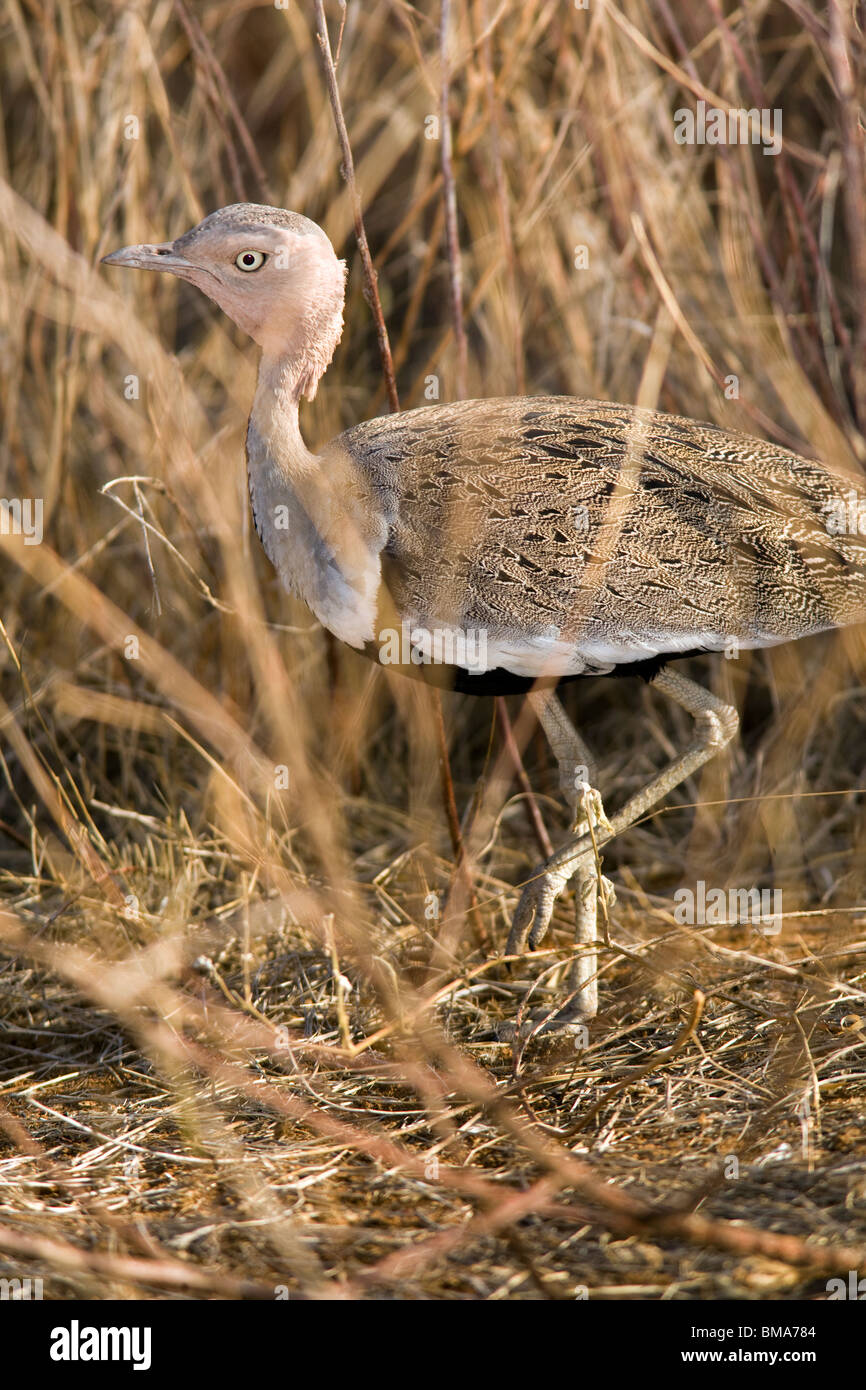 Buff-crested Bustard - Samburu National Reserve, Kenya Stock Photo - Alamy