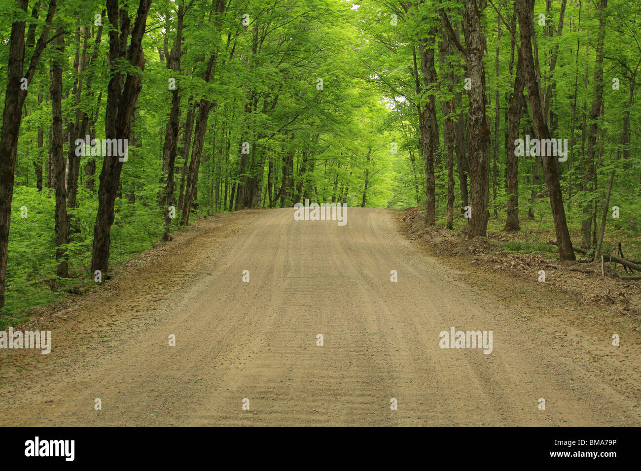 Dirt road in late spring Stock Photo - Alamy