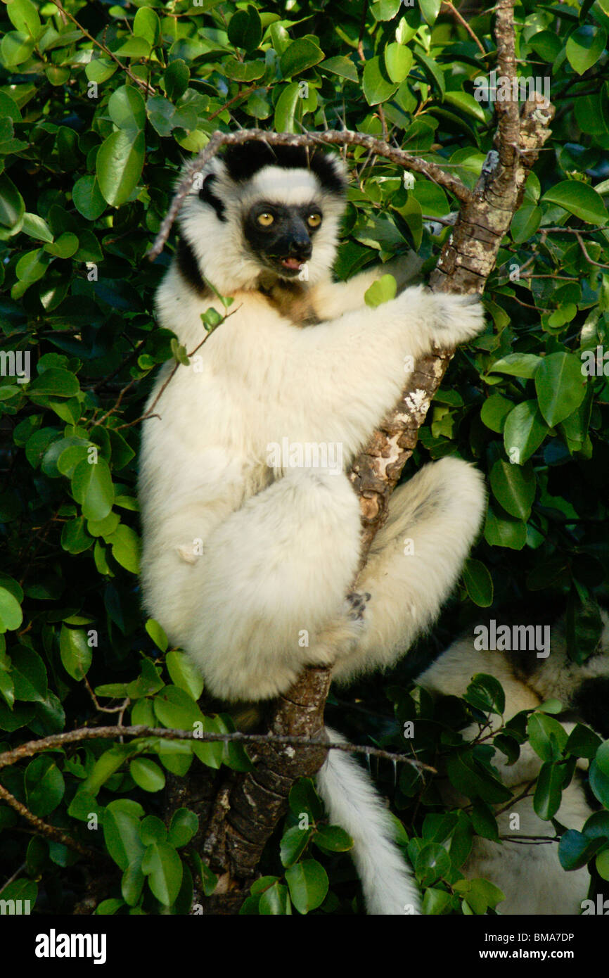 Verreaux's sifaka, Madagascar Stock Photo - Alamy