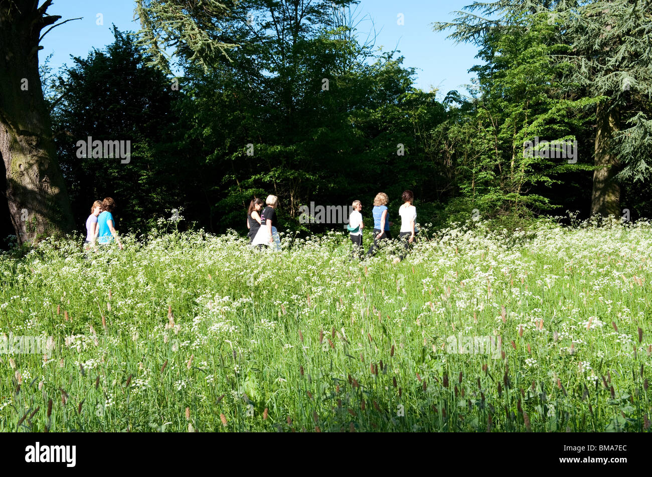 Country walk field trees hi-res stock photography and images - Alamy