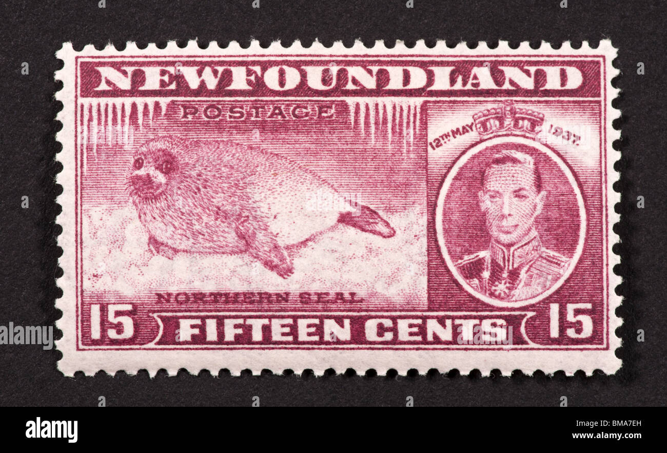 Postage stamp from Newfoundland depicting a northern seal Stock Photo ...