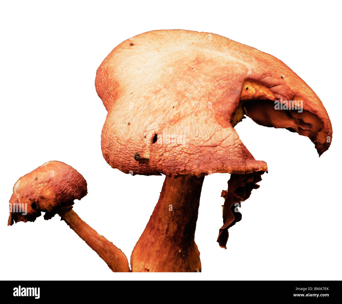 Autumn white toadstool mushroom Cut Out Stock Images & Pictures - Alamy