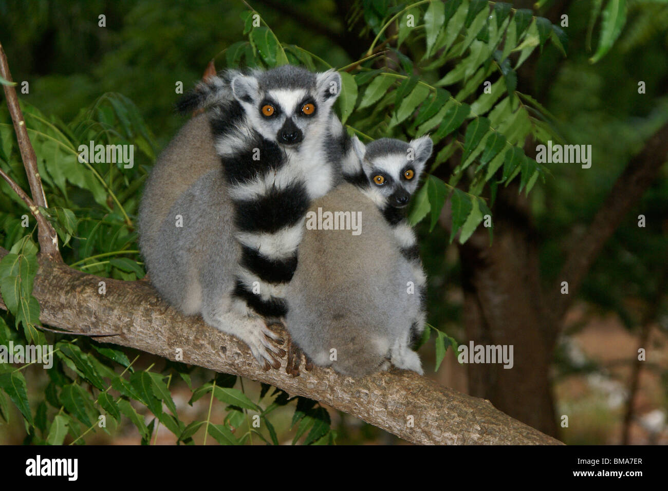 Ring-tailed lemurs, Madagascar Stock Photo - Alamy
