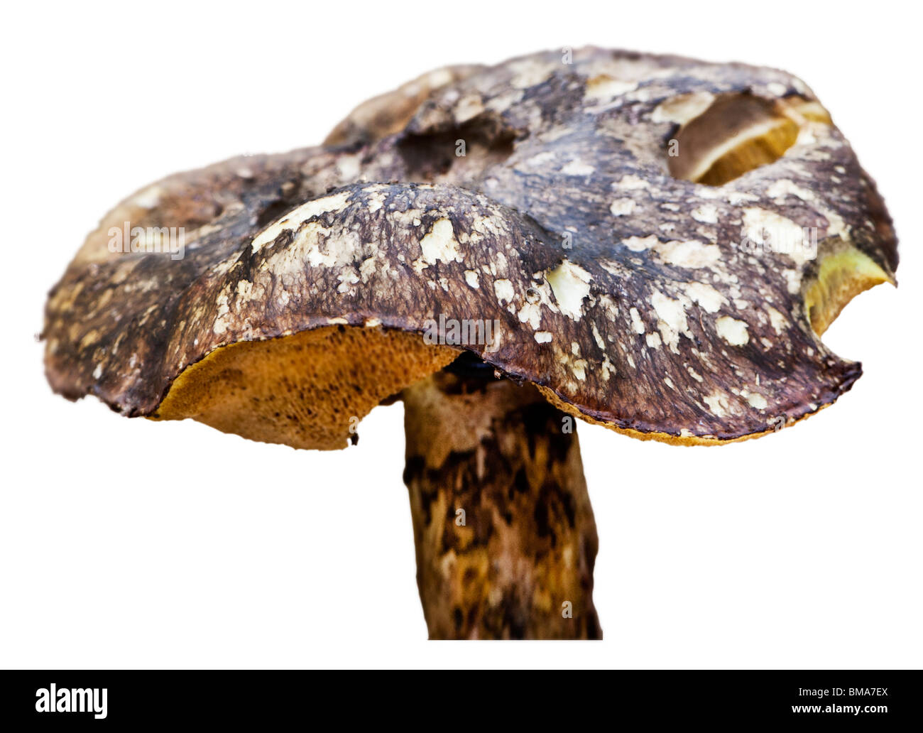 Woodland toadstools Cut Out Stock Images & Pictures - Alamy