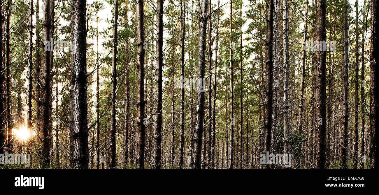 Light streaming through trees in hi-res stock photography and images ...