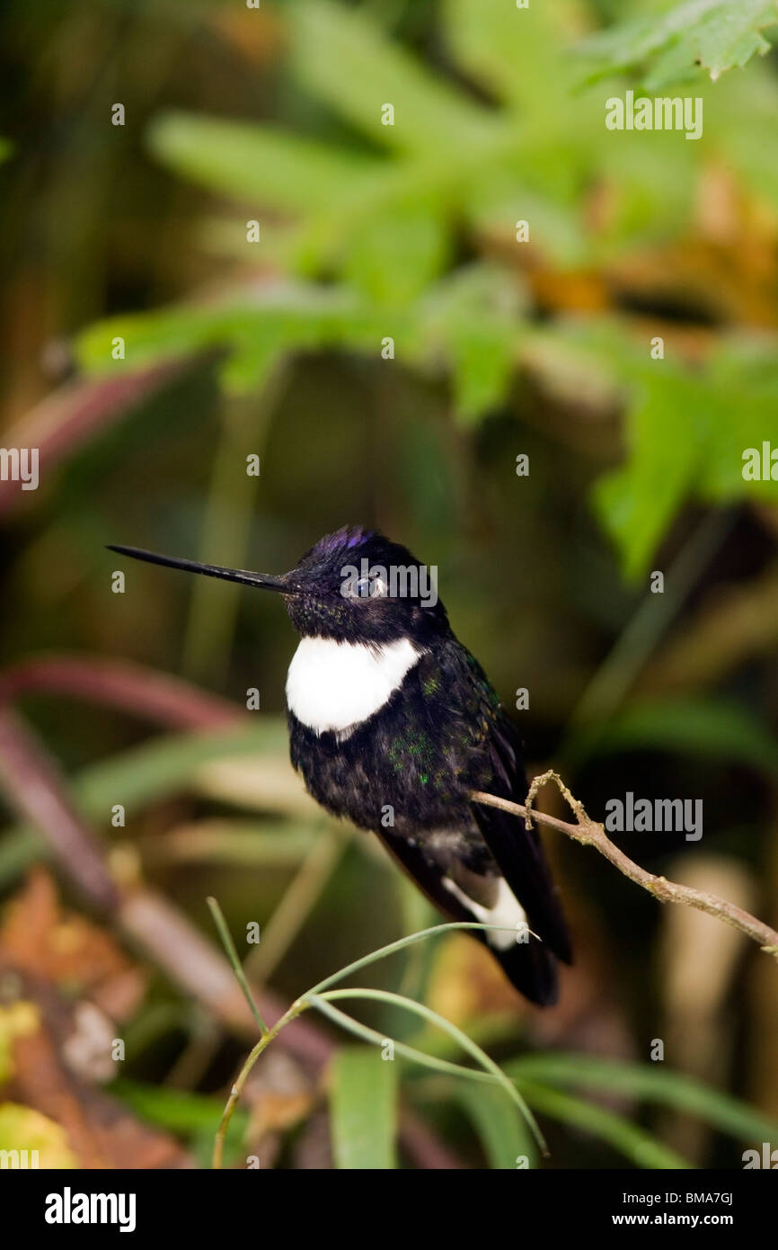 Black inca hi-res stock photography and images - Alamy