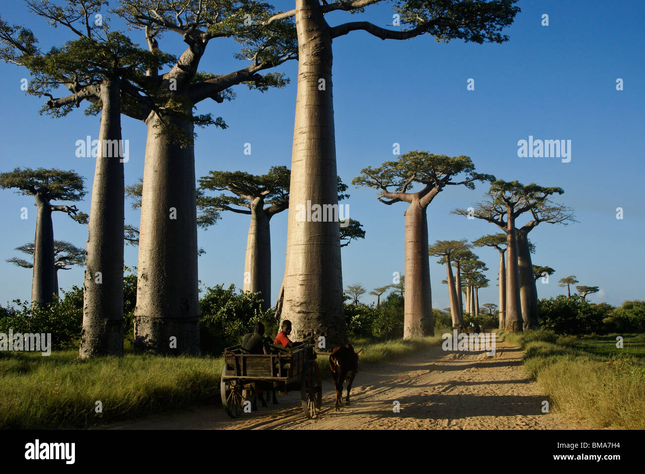 Morondava madagascar hi-res stock photography and images - Alamy