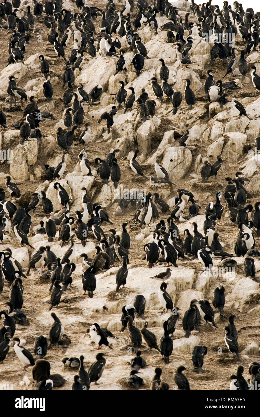 Shags and comorants hi-res stock photography and images - Alamy