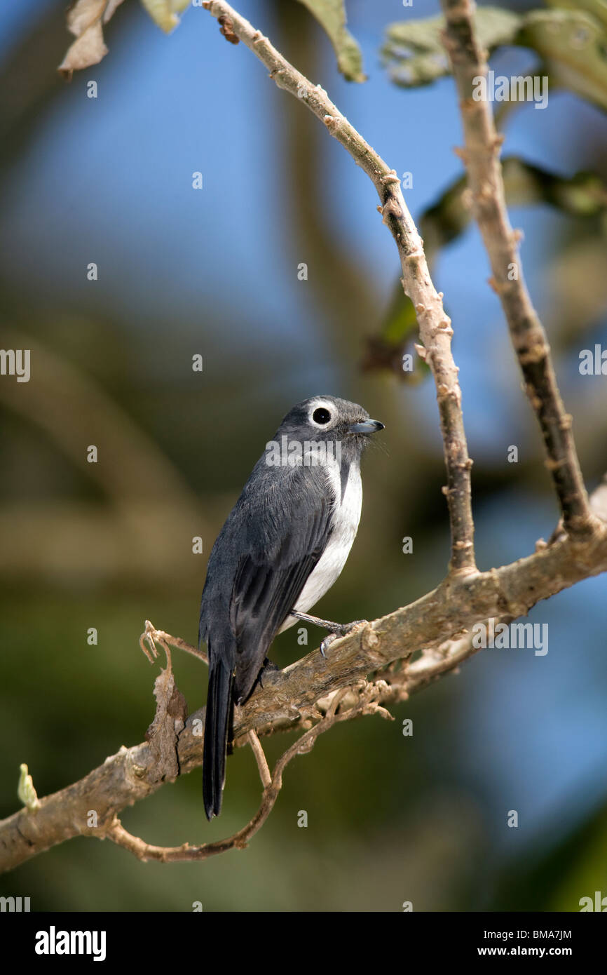 White eyed slaty flycatcher hi-res stock photography and images - Alamy