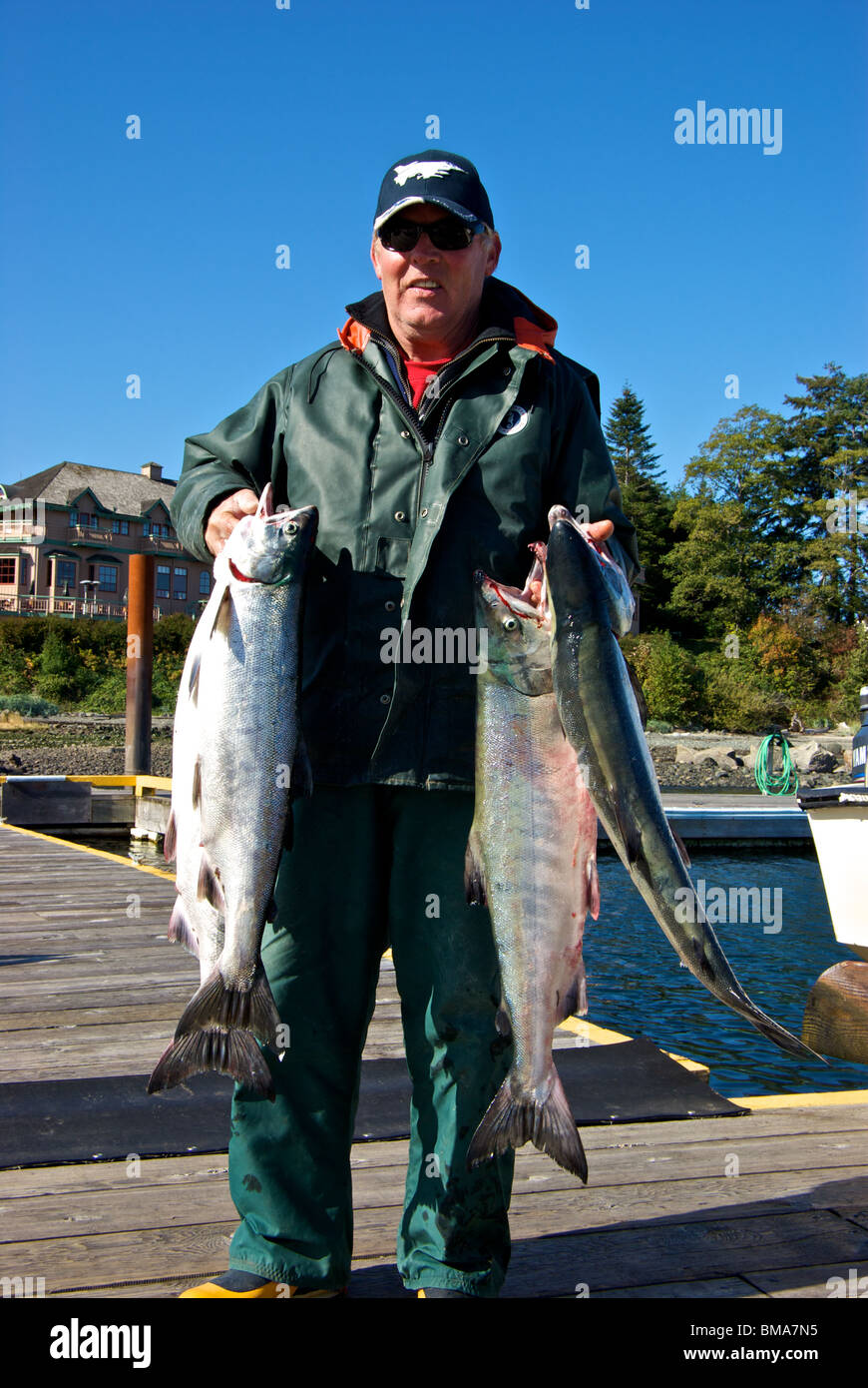 Male angler holding limit of four silver bright autumn chum salmon ...