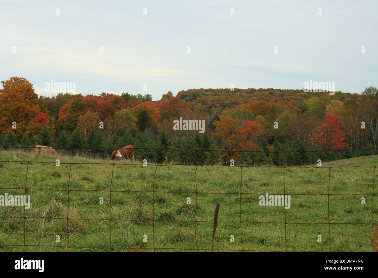 Nestleton hi-res stock photography and images - Alamy