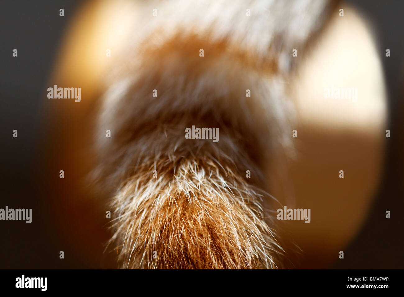 Cat tails cat tail hi-res stock photography and images - Alamy