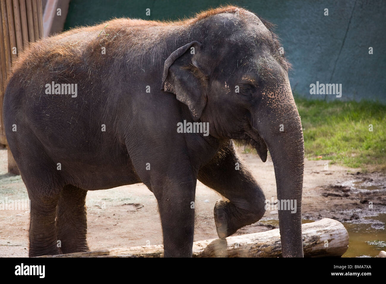 Asian Elephant, elephas maximus, in zoo setting Stock Photo - Alamy