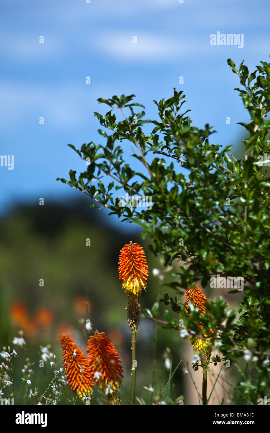 Namibia, flowers in Mount Etjo reserve Stock Photo - Alamy