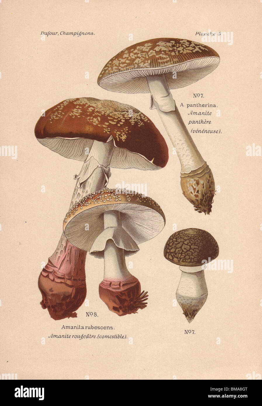 Edible blusher mushroom Amanita rubescens and poisonous panthercap or ...
