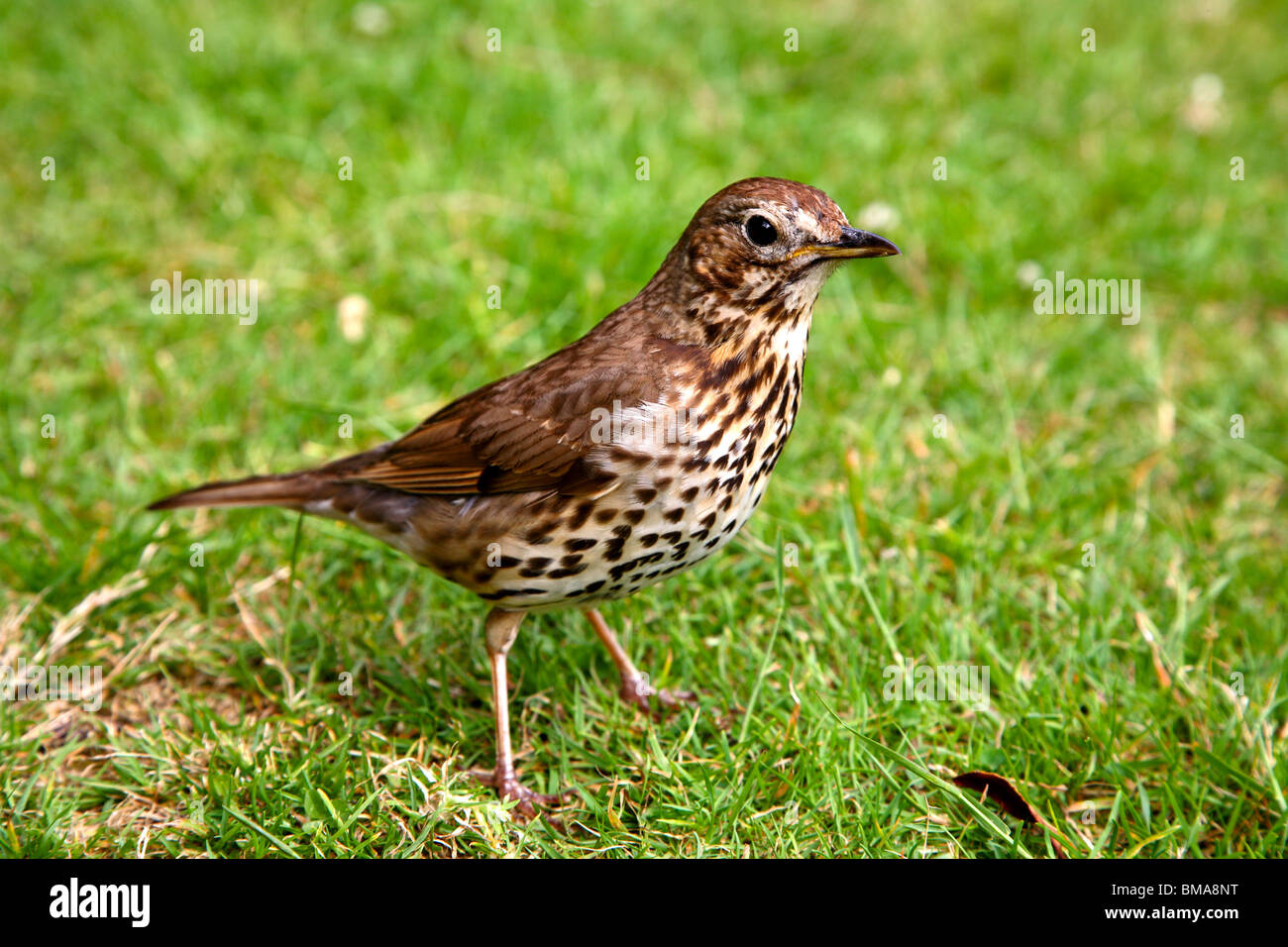 Friendly song thrush in an English garden Stock Photo - Alamy
