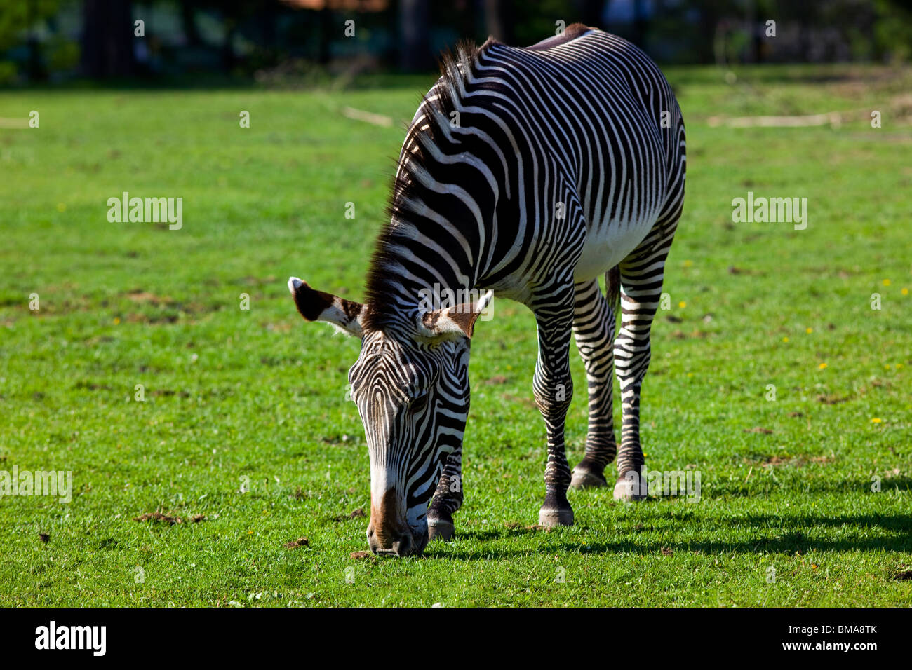 Zebra feed on grass in zoo park Stock Photo - Alamy