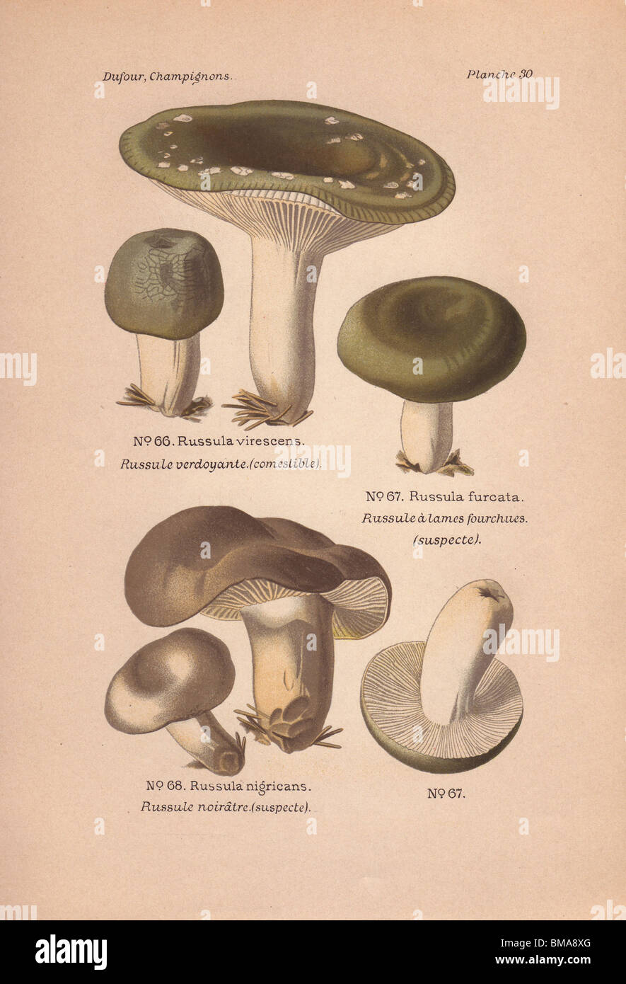 Edible mushroom (Russula virescens) and the suspect mushrooms Russula ...