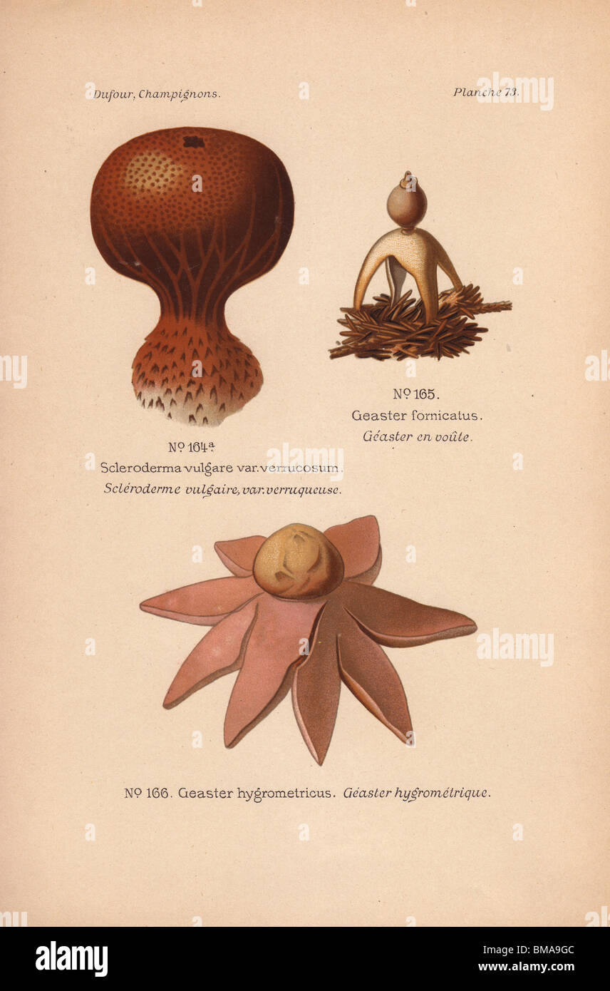 Strange mushrooms: Scleroderma vulgare var. verrucosum, Geaster ...
