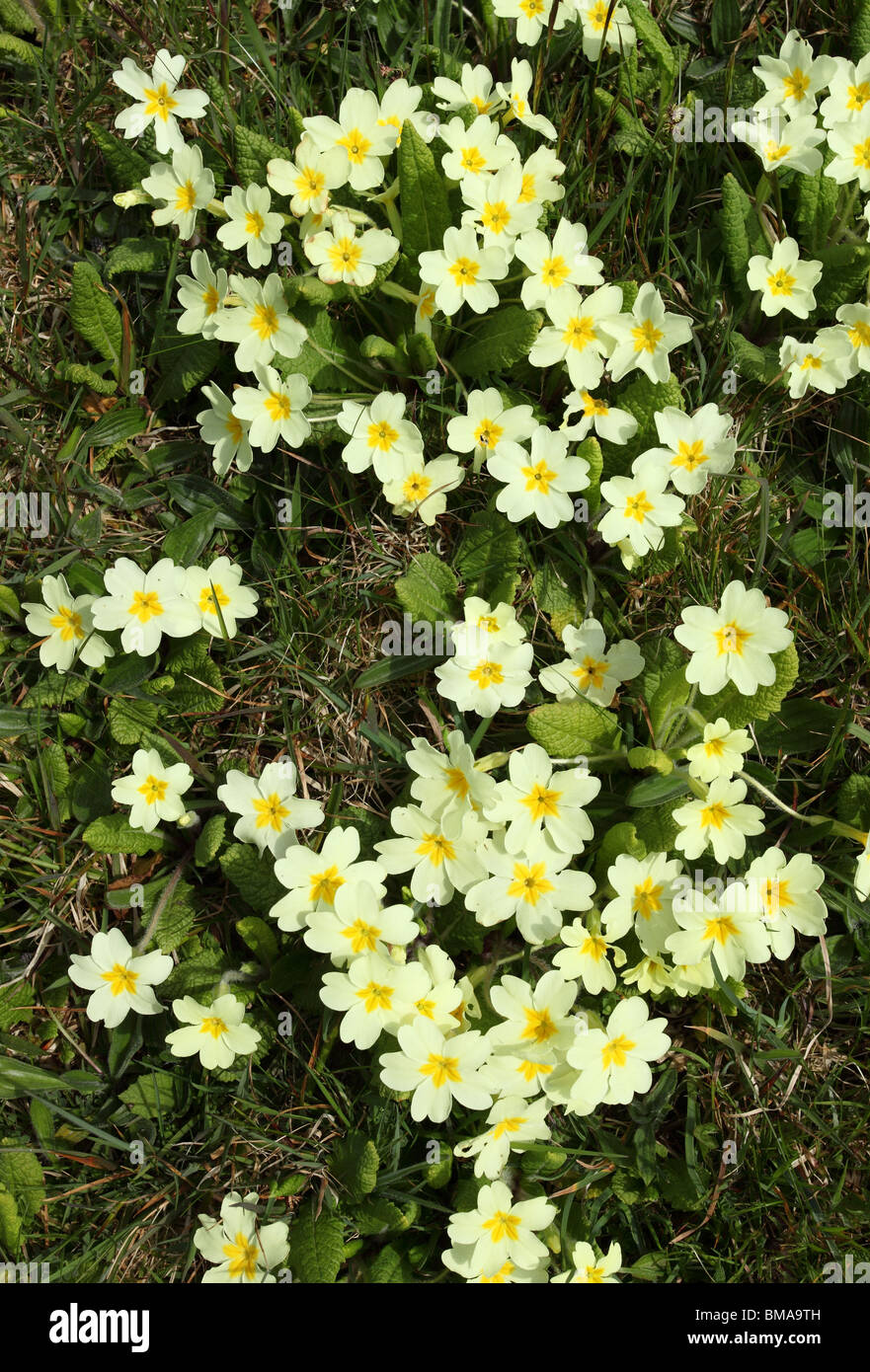 Wild primroses uk hi-res stock photography and images - Alamy