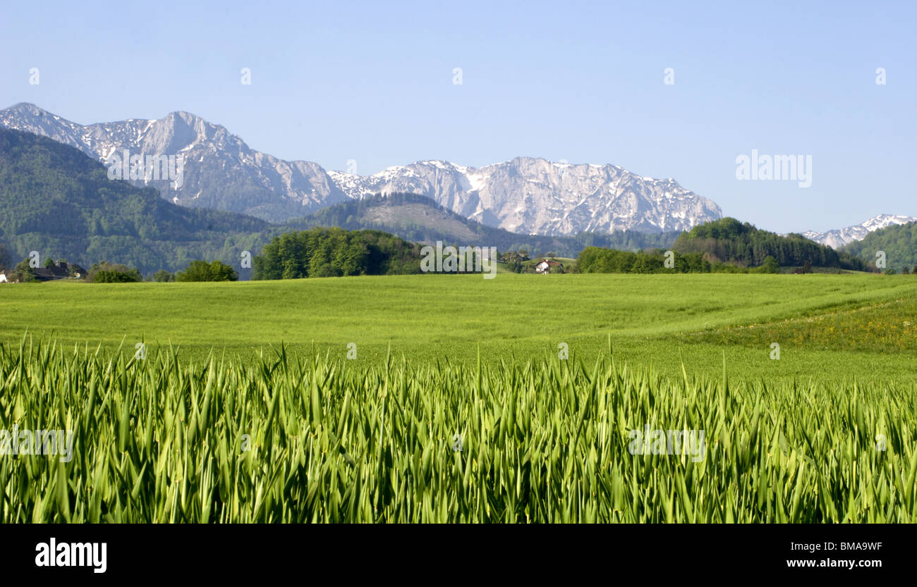 spring landscape of Austria Stock Photo - Alamy