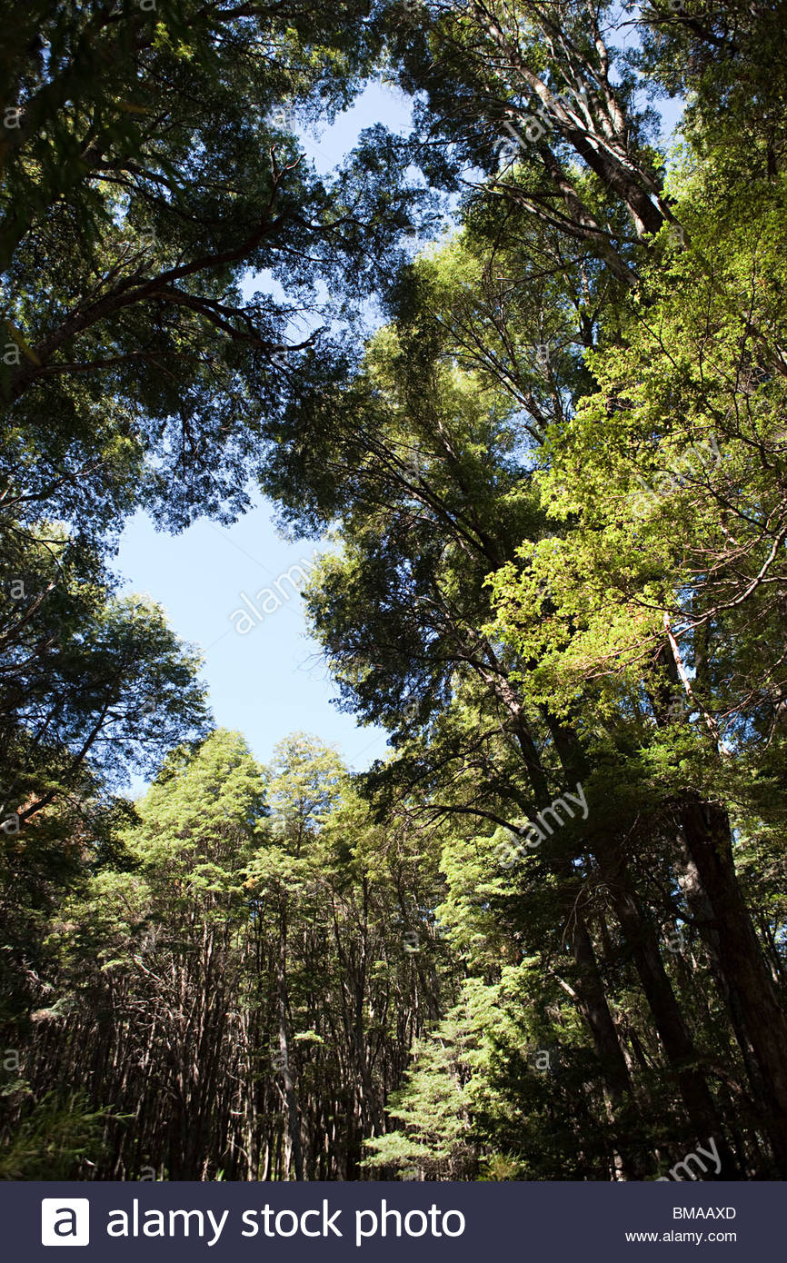 Forest Tree Perspective Stock Photos & Forest Tree Perspective Stock ...