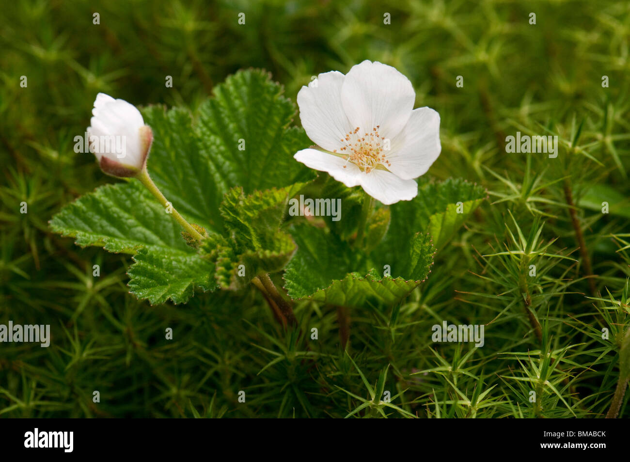 Cloudberry Flower