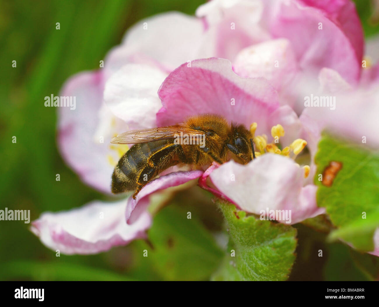 Bee pollinating an apple tree blossom Stock Photo - Alamy
