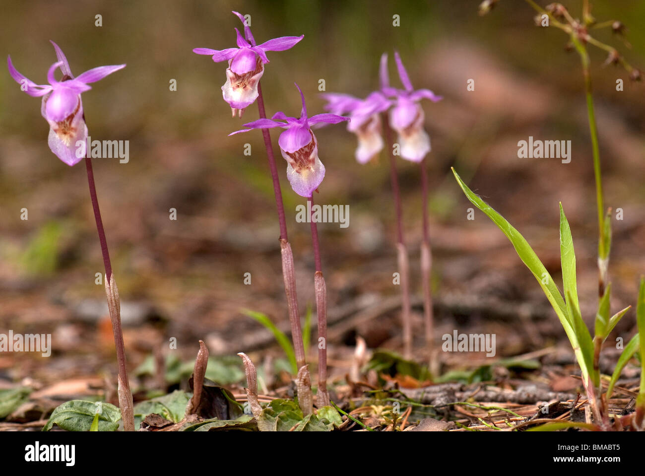Calypso bulbosa hi-res stock photography and images - Alamy