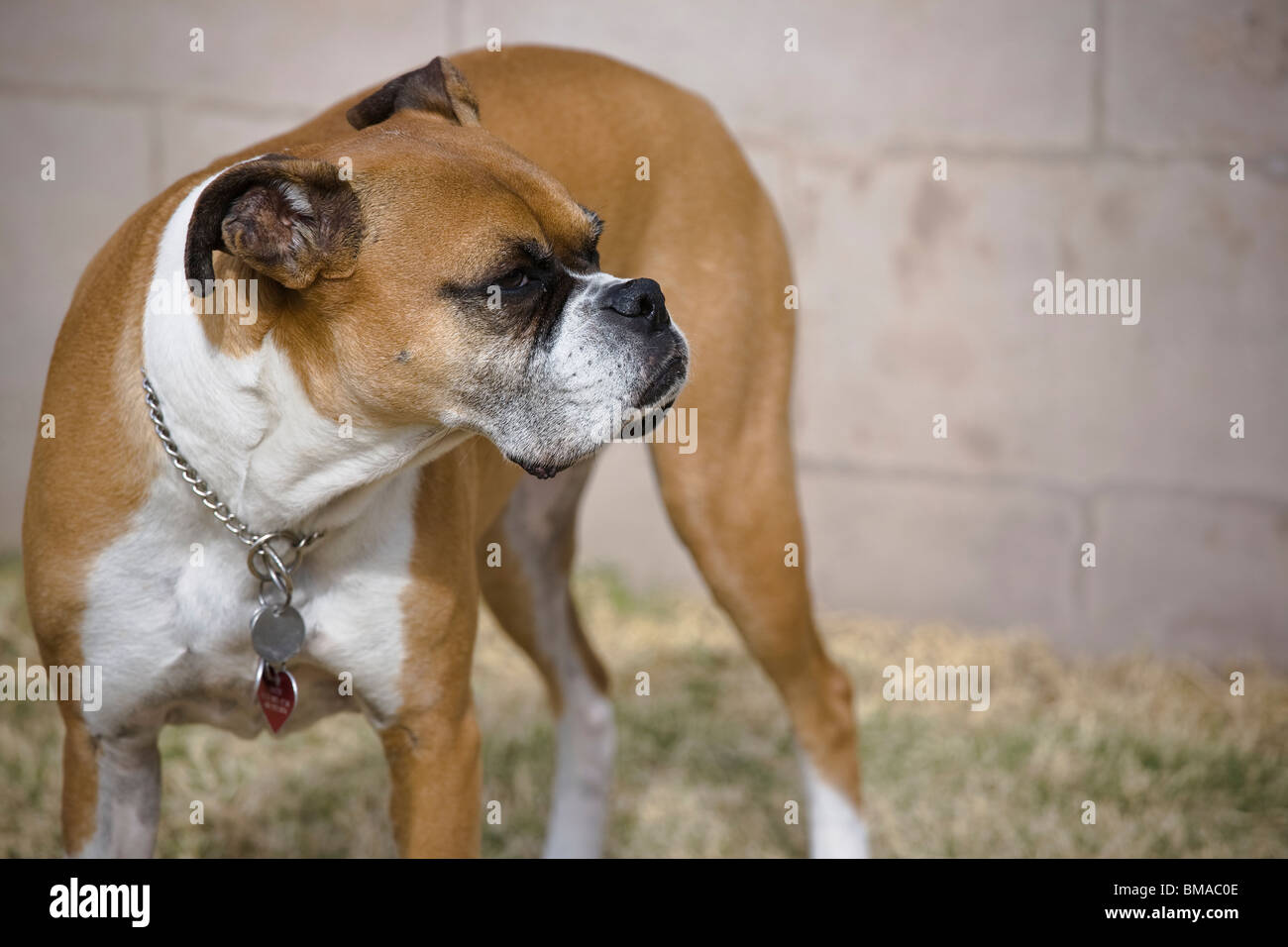 Female Boxer dog Stock Photo - Alamy
