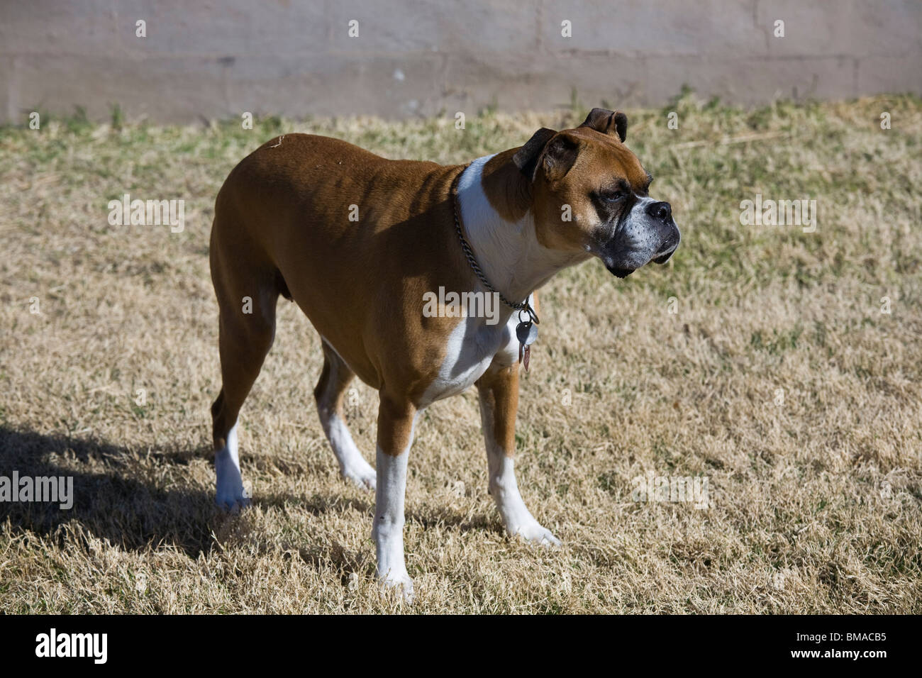 Female Boxer dog Stock Photo - Alamy
