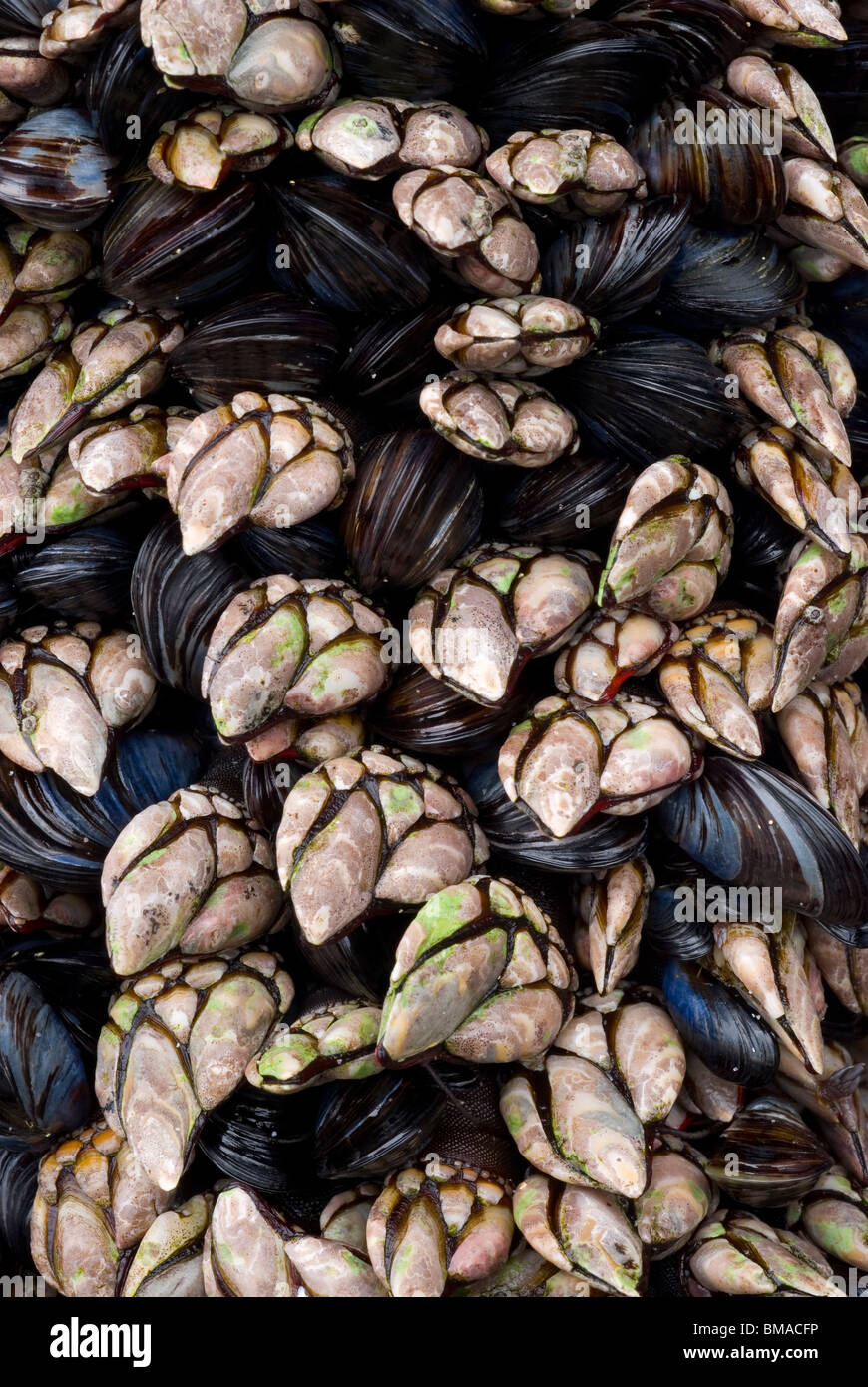 Neck barnacle hi-res stock photography and images - Alamy