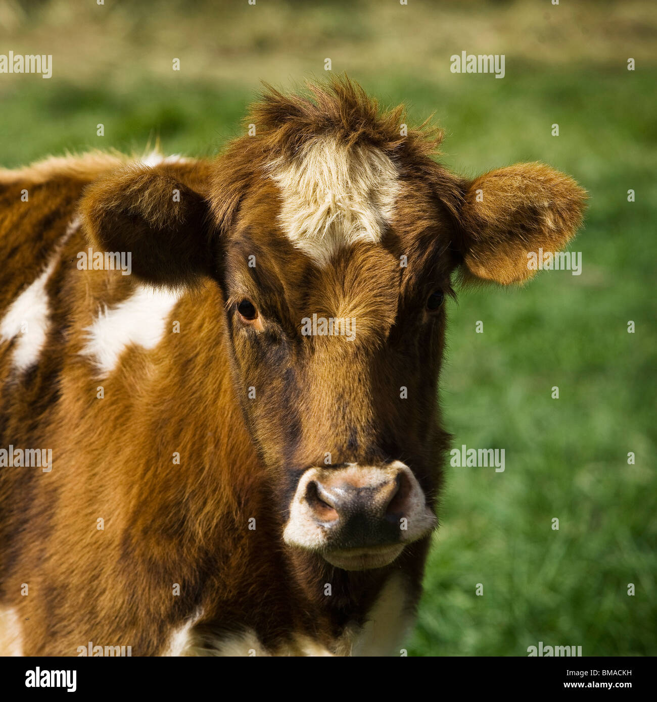 Icelandic cow hi-res stock photography and images - Alamy