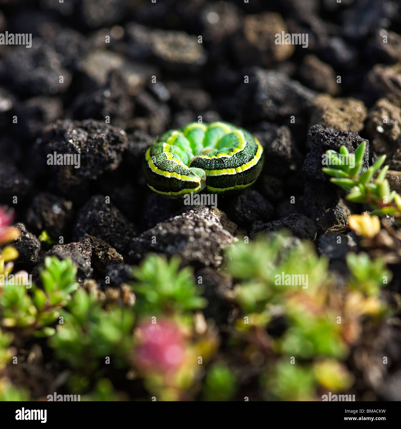 Lava Volcano Plant High Resolution Stock Photography and Images - Alamy