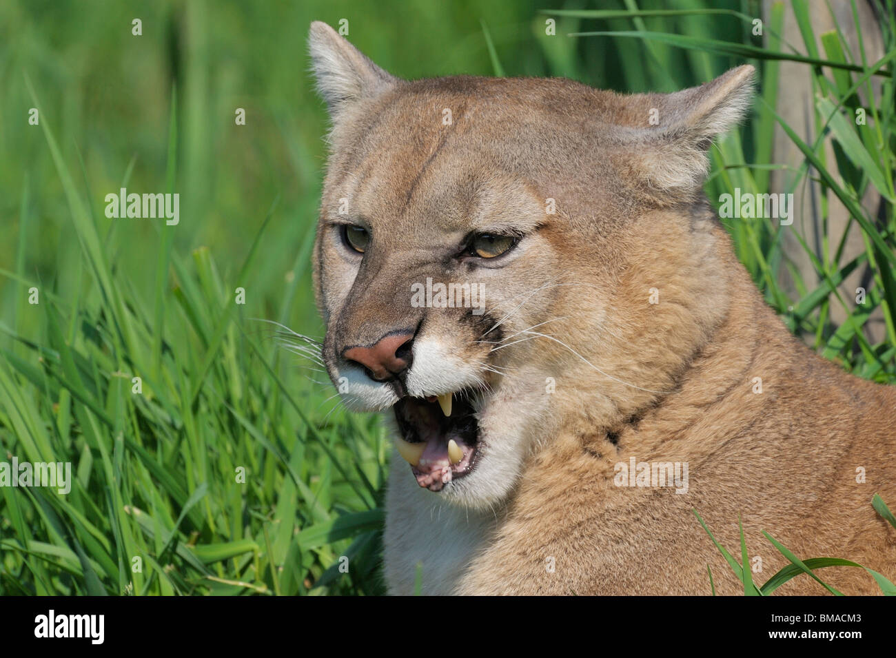 Mountain lion cougar puma snarling hi-res stock photography and images ...