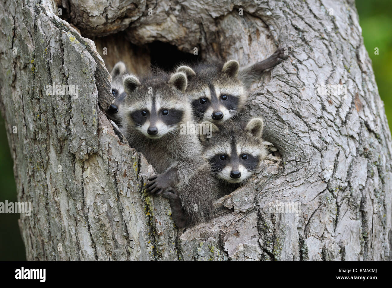 Three raccoons hi-res stock photography and images - Alamy