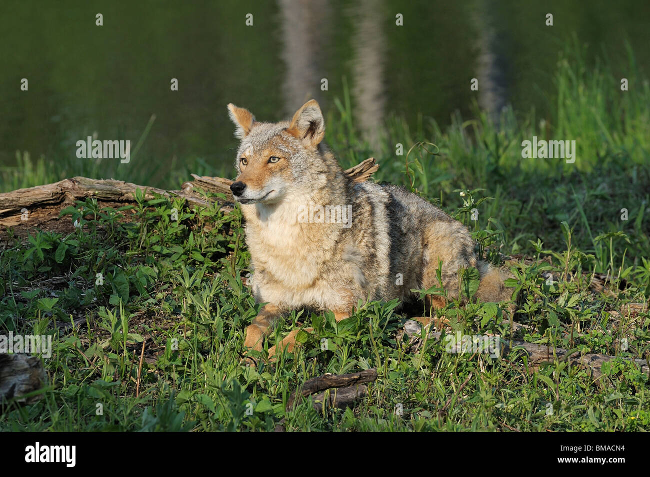 Coyote in Meadow, Minnesota, USA Stock Photo - Alamy