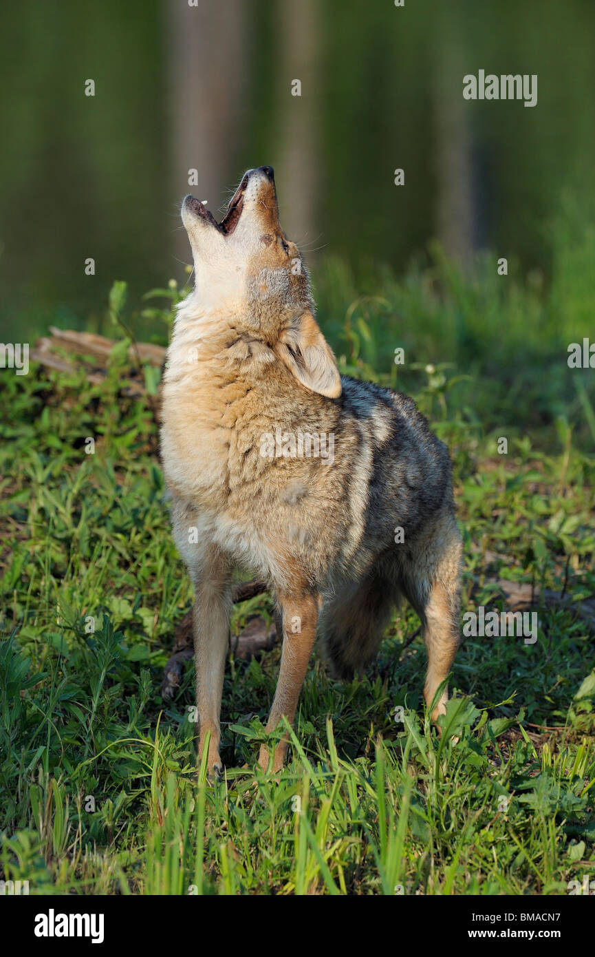 Minnesota coyote hi-res stock photography and images - Alamy