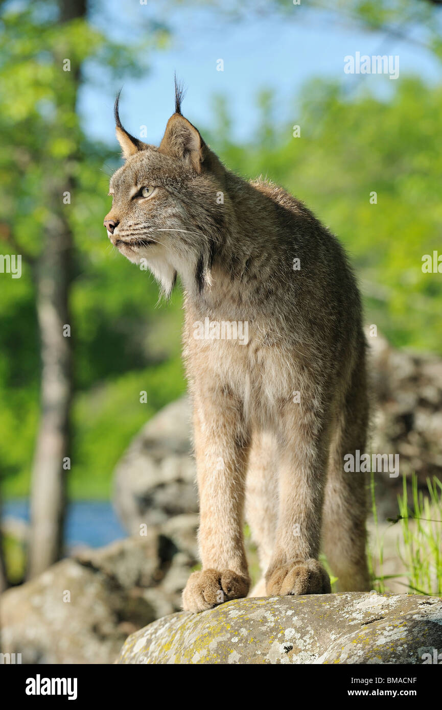 Canadian Lynx, Minnesota, USA Stock Photo - Alamy