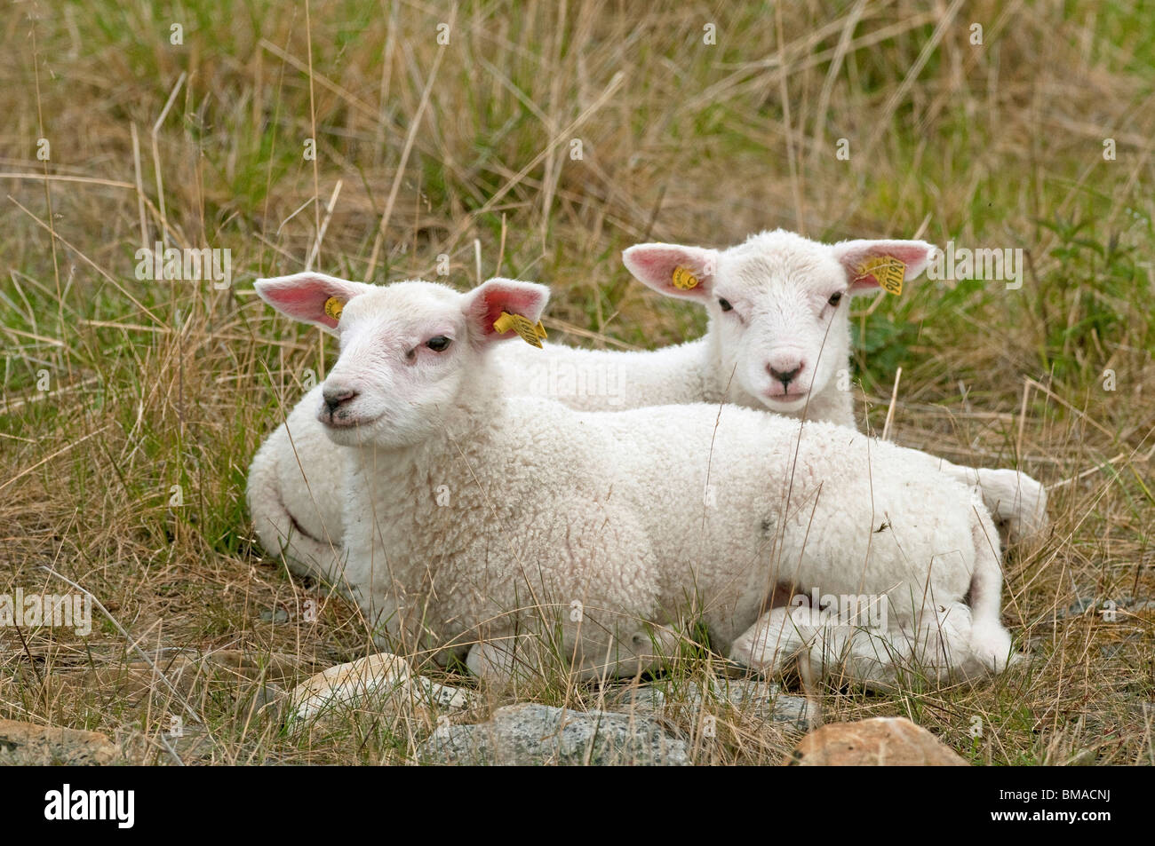 Domestic sheep ovis ammon aries hi-res stock photography and images - Alamy