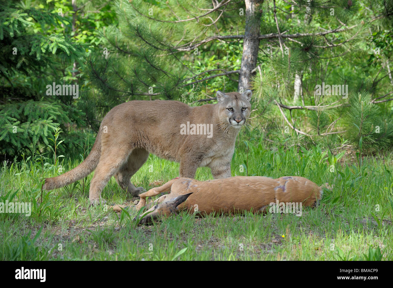 Mountain Lion with Prey, Minnesota, USA Stock Photo - Alamy