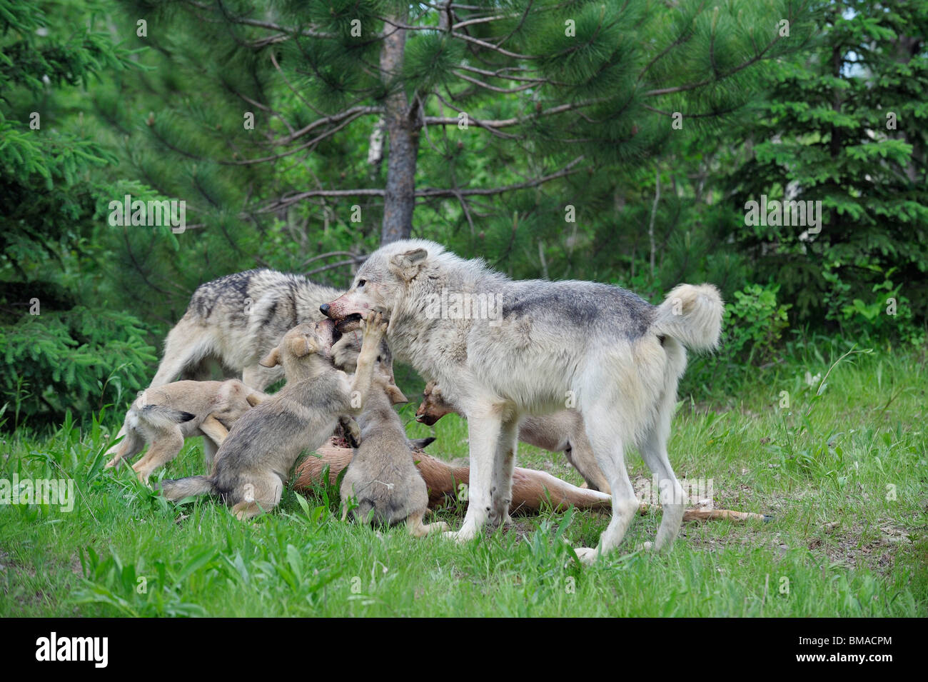 Timber Wolf Family Feeding on Prey, Minnesota, USA Stock Photo - Alamy