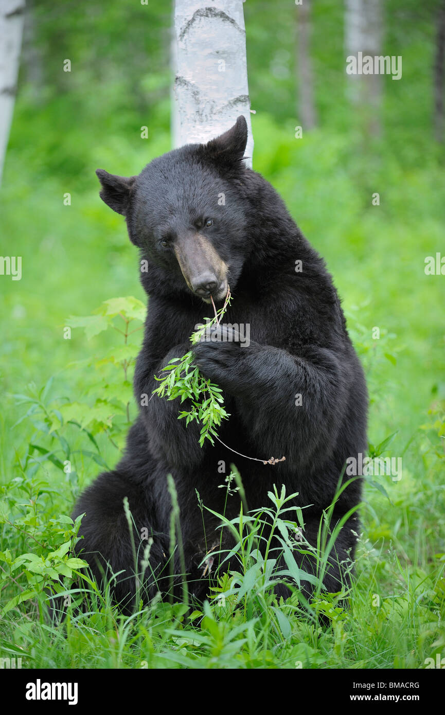 American black bear on tree hi-res stock photography and images - Alamy