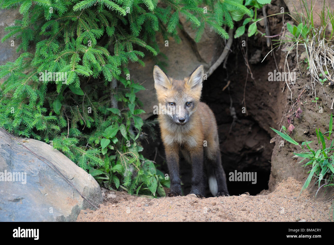 Portrait of American Red Fox, Minnesota, USA Stock Photo - Alamy
