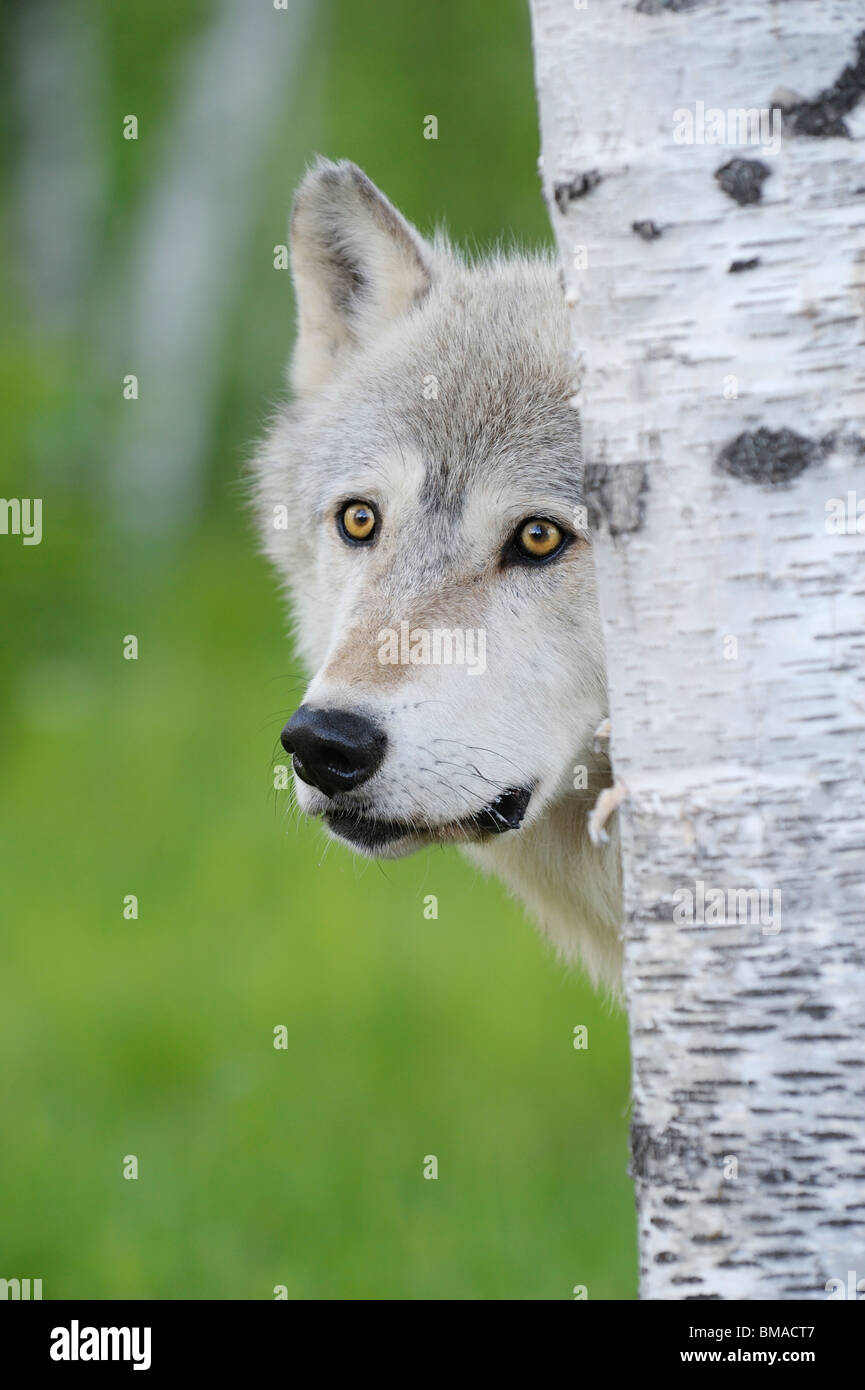 North american grey wolf face hi-res stock photography and images - Alamy