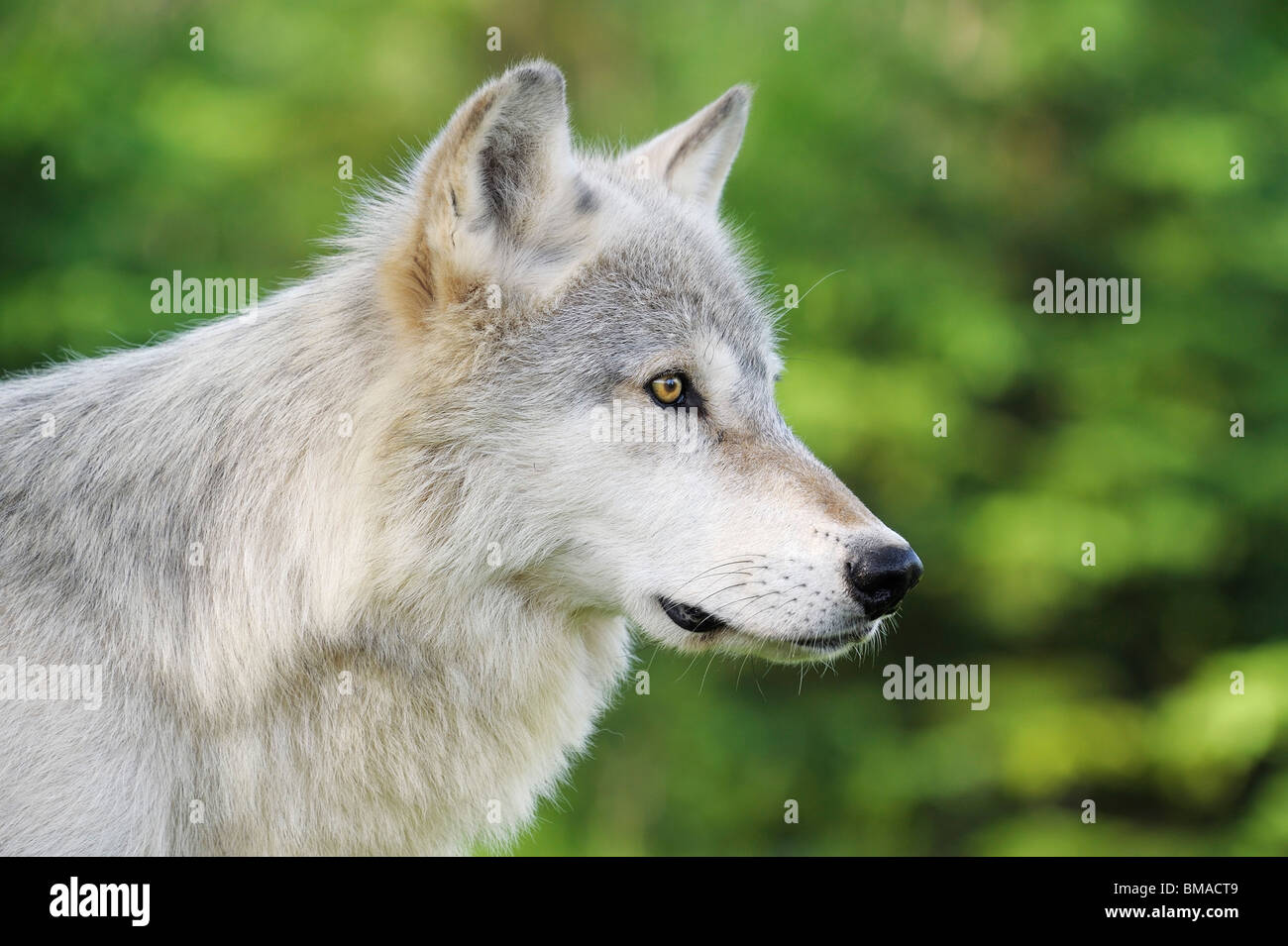 Timber Wolf, Minnesota, USA Stock Photo - Alamy