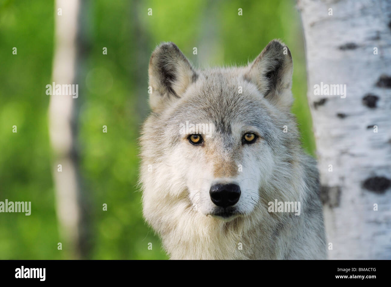 Portrait of Timber Wolf, Minnesota, USA Stock Photo - Alamy
